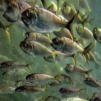 Atlantic Menhaden - ASA